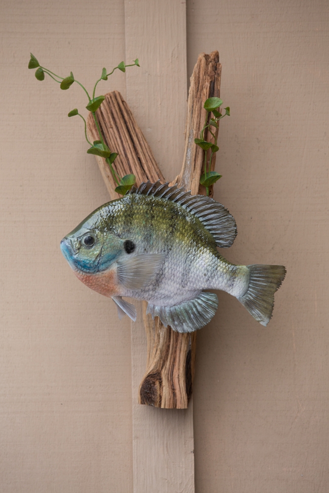 Wisconsin Taxidermist | Rich's Taxidermy Gallery of Fish Mounts in ...